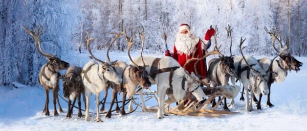 Unveiling the Mystery: Why Both Male and Female Reindeer Grow Antlers ...