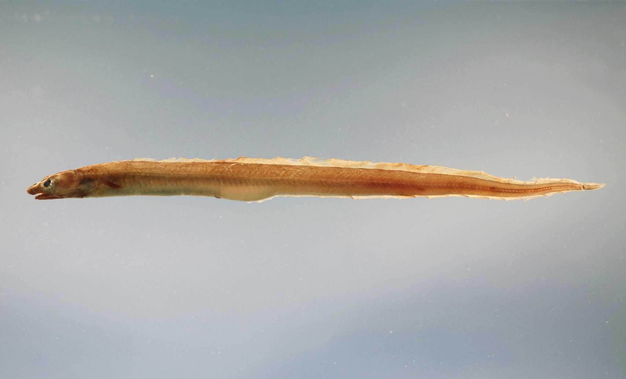 The 10 Largest Eels on Earth - A-Z Animals