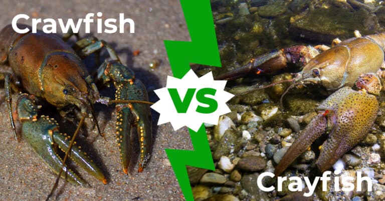 When Is Crawfish Season in Texas? The Best Time to Buy and Eat - A-Z ...