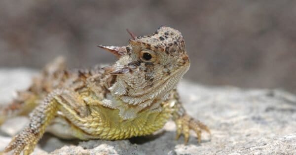 The Top 8 Craziest Animal Adaptations - A-Z Animals