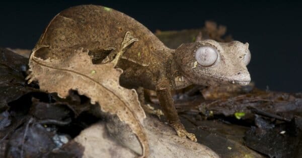 The Top 8 Craziest Animal Adaptations - A-Z Animals