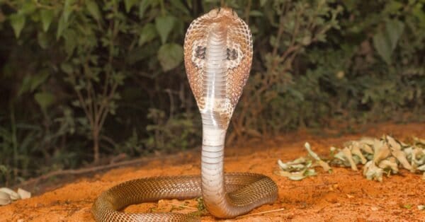 Types of Cobras - A-Z Animals