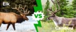 Elk Size Comparison: The Biggest Deer? - A-Z Animals