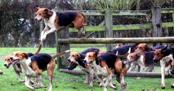 English Foxhound vs. American Foxhound: Key Differences Explained - A-Z ...