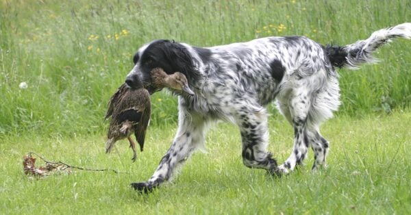 English Setter Progression: Growth Chart, Milestones, and Training Tips ...