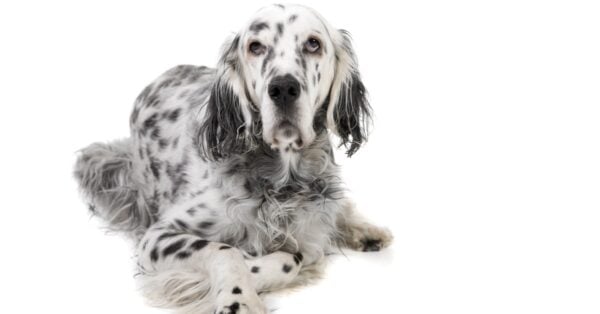 English Setter Colors: Rarest to Most Common - A-Z Animals
