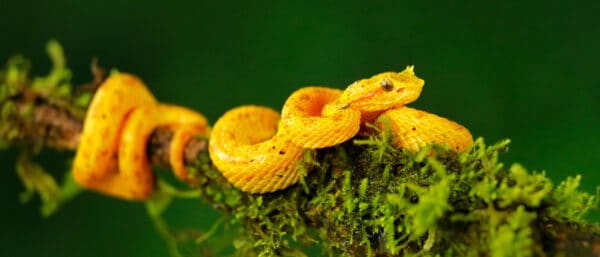 10 Stunning and Rare Yellow Animals That Dazzle and Deter - A-Z Animals
