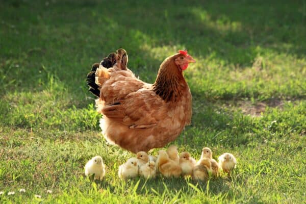 Baby Rooster vs Baby Hen: 4 Key Differences and Pictures - A-Z Animals