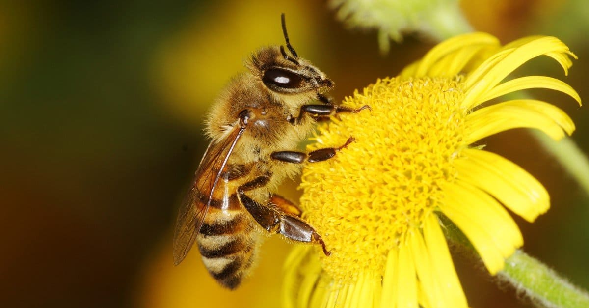 The Big List of Animal Phobias - A-Z Animals