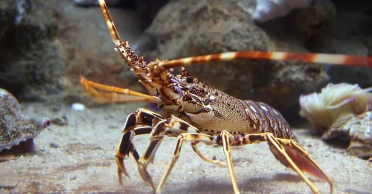 What Do Lobsters Eat? The Top 8 Foods They Love! - IMP WORLD