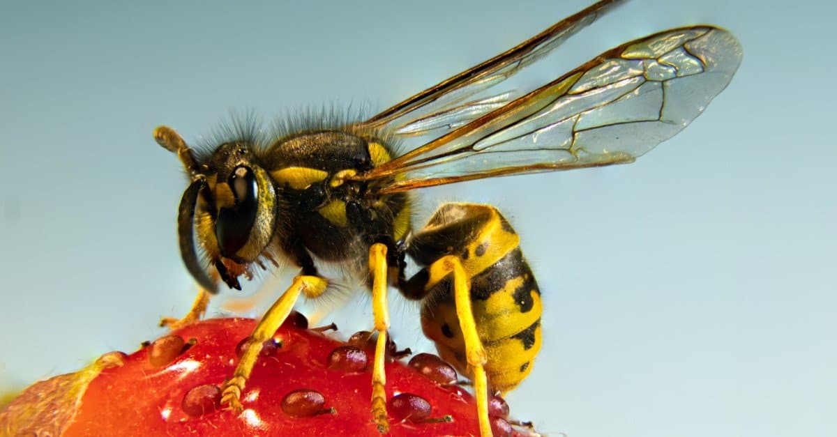 Insect Diets: A Deep Dive into Their Feeding Habits and Environmental ...