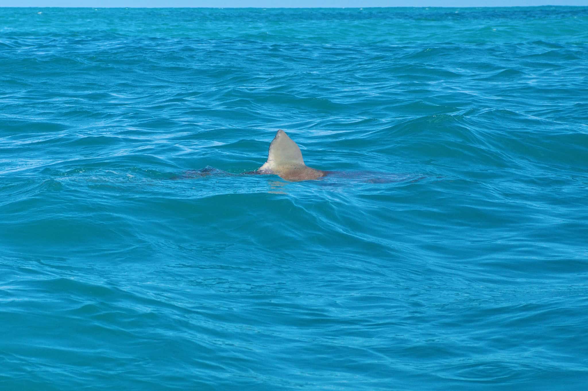 Is 2023 The Worst Year On Record For Shark Bites? - A-Z Animals
