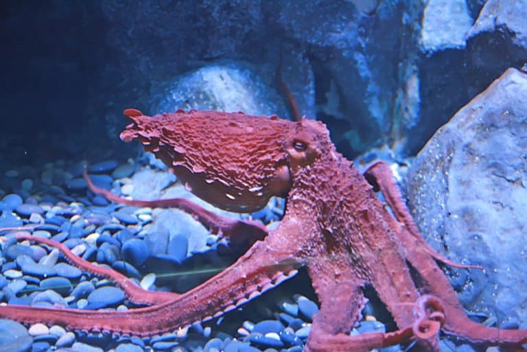 The 10 Largest Octopuses in the World - A-Z Animals