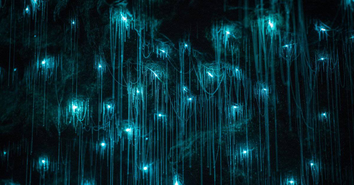 10 Animals That Glow In The Dark - A-Z Animals