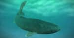 The World's Oldest Greenland Shark - A-Z Animals