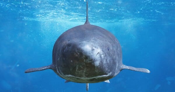 Greenland Shark Fish Facts - Somniosus microcephalus - A-Z Animals