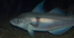 Pollock vs Haddock: What Are The Differences? - A-Z Animals