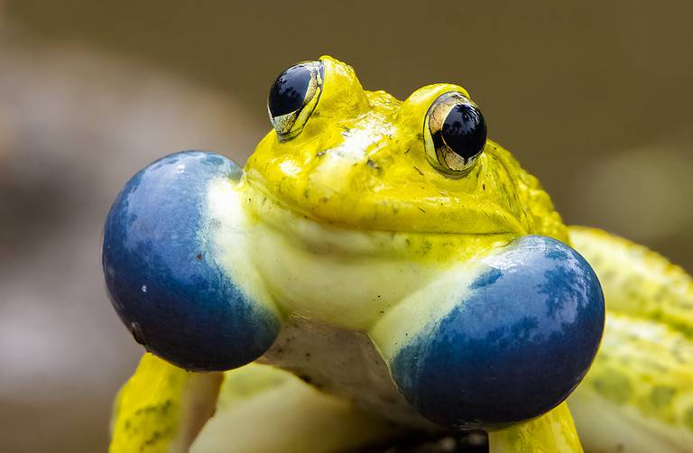 The 10 Largest Frogs in the World in 2024 - A-Z Animals