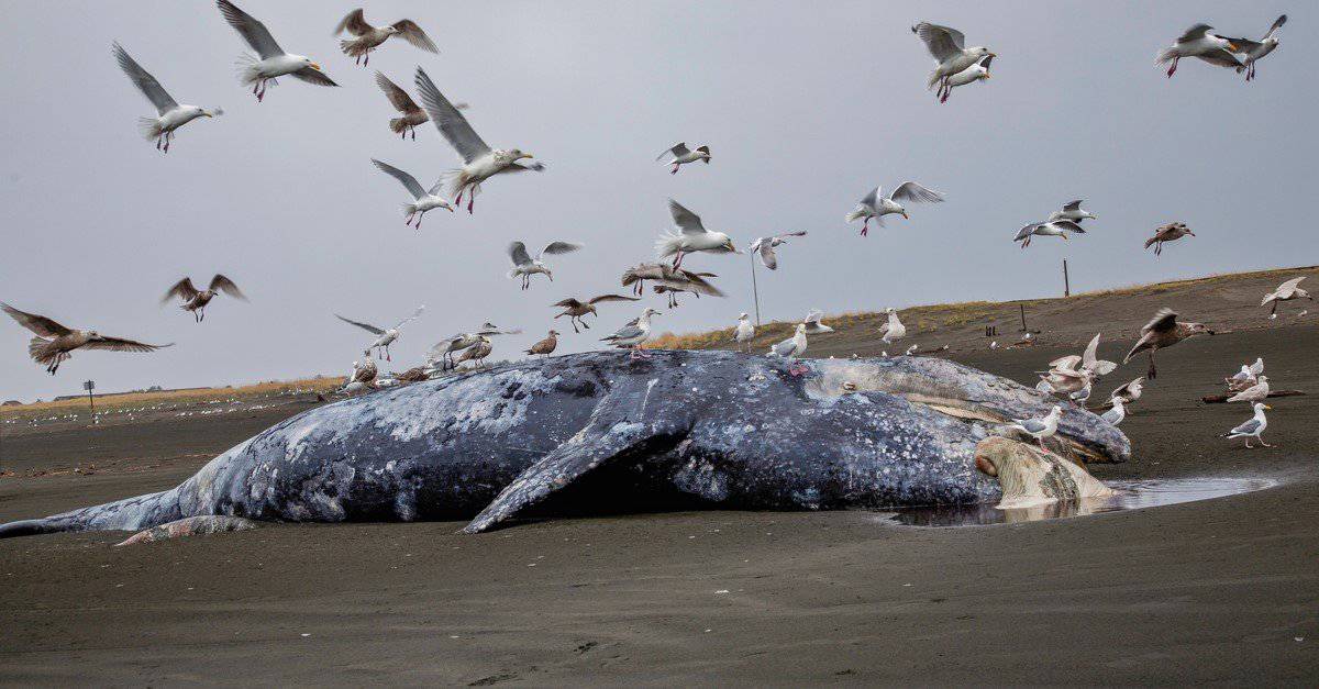 Exploring the Causes and Aftermath of Whale Deaths: How Ecosystems Are ...