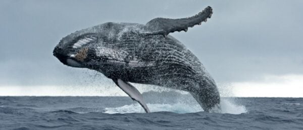 Exploring the Causes and Aftermath of Whale Deaths: How Ecosystems Are ...