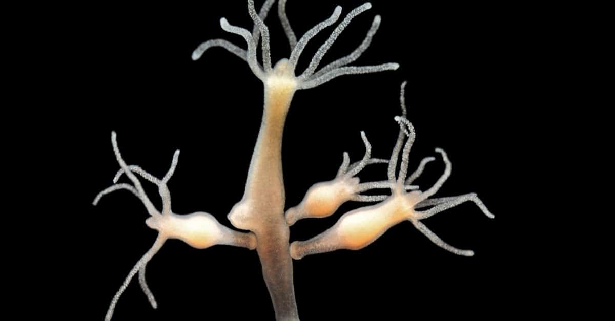 10 Animals That Are Blind (and How They Navigate the World) - A-Z Animals