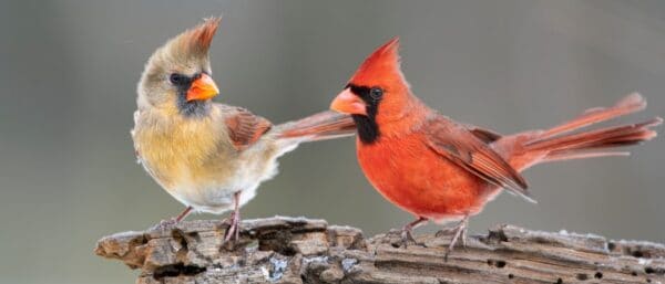 Wildlife in Indiana - Types of Indianian Animals - A-Z Animals