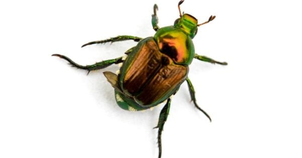 Japanese Beetle Animal Facts - Popillia japonica - A-Z Animals