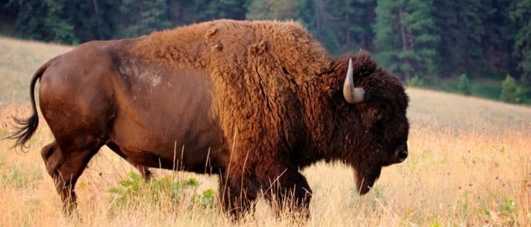 Wildlife in Kansas - Types of Kansan Animals - A-Z Animals
