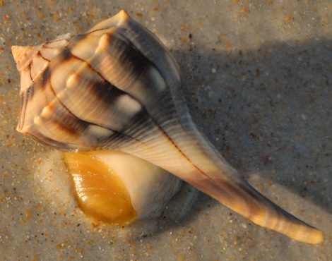 The Largest Snails in the World - A-Z Animals