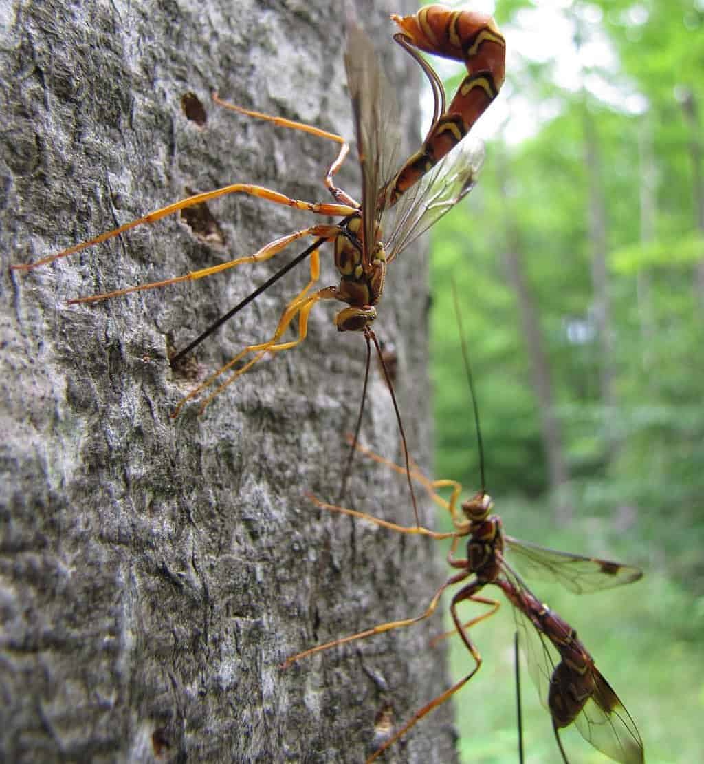 Watch Out for These Top 5 Largest Flying Insects in Canada - A-Z Animals