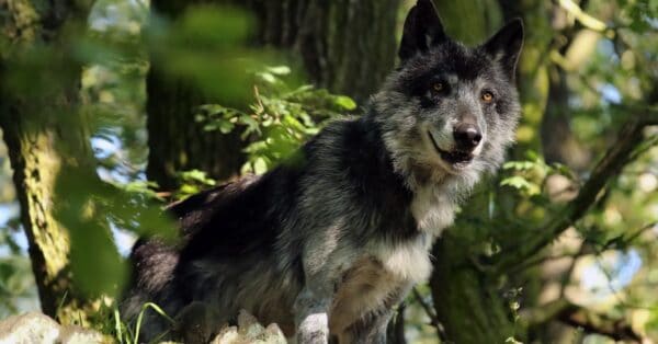 The 10 Largest Wolves in the World - A-Z Animals