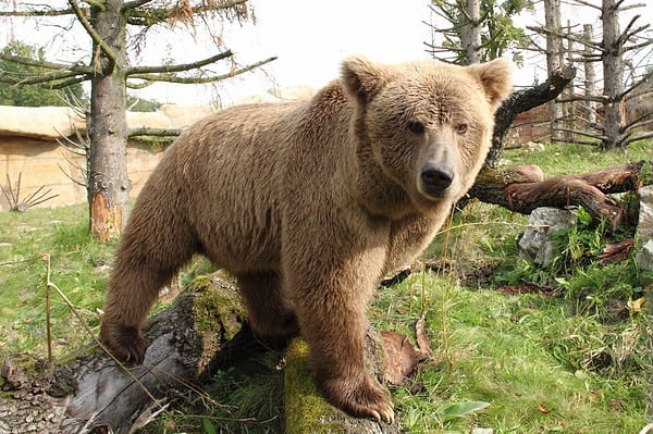 The 10 Largest Bears That Still Roam the World Today - A-Z Animals