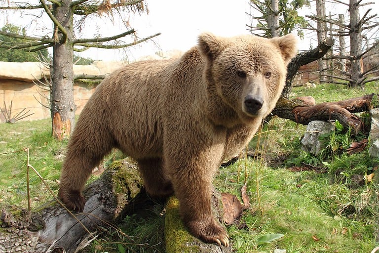 The 10 Largest Bears That Still Roam the World Today - A-Z Animals