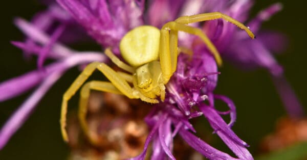 10 Spiders in Alabama - A-Z Animals
