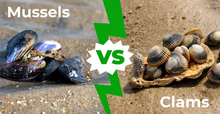 Clams vs. Mussels: 4 Main Differences Explained - A-Z Animals