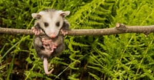 10 Fascinating Facts About Opossums - A-Z Animals