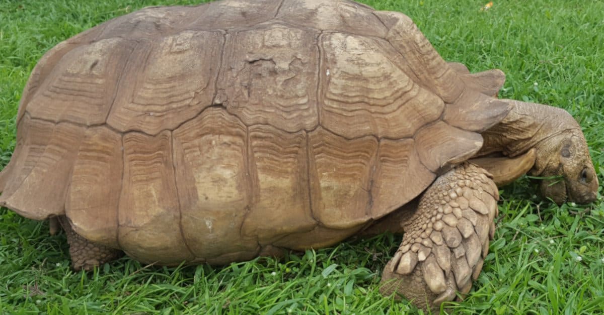 How Old Is the World’s Oldest Turtle? 5 Turtles that Survived for ...