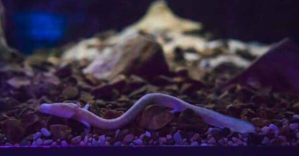 Olm Animal Facts - Proteus anguinus - A-Z Animals
