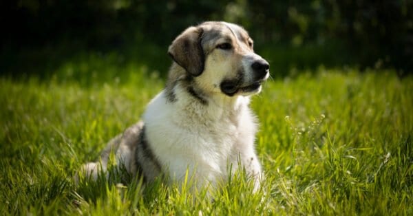 Anatolian Shepherd Dog Animal Facts - Canis lupus familiaris - A-Z Animals