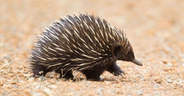 Meet The Sheep Sized Egg Laying Mammal Found In Australia - A-Z Animals