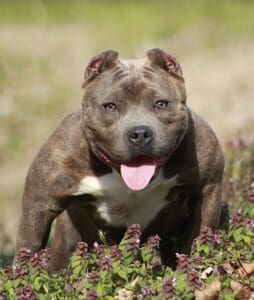The 8 Most Expensive Types of Pit Bulls (Up to $20,000!) - A-Z Animals