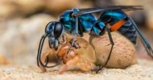 Wheel Spider Escapes Danger with Astonishing Cartwheel Maneuver - A-Z ...