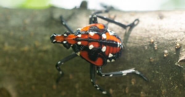 Spotted Lanternfly Stages: What You Need to Know - A-Z Animals