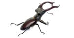 15 Types of Beetles in Texas - A-Z Animals
