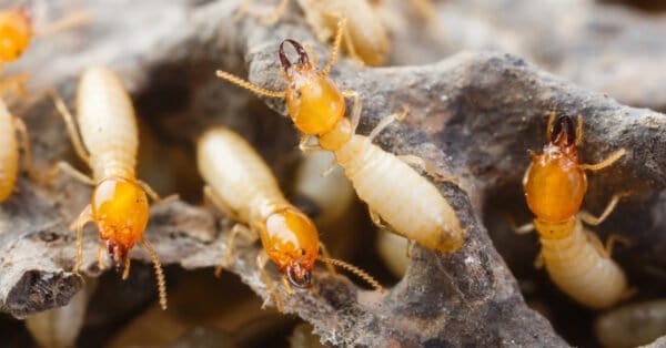 Termite Eggs: How to Properly Identify Them and What to Do If You Have ...