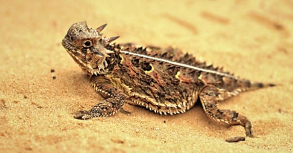 Horned Lizard Animal Facts - Phrynosoma - A-Z Animals