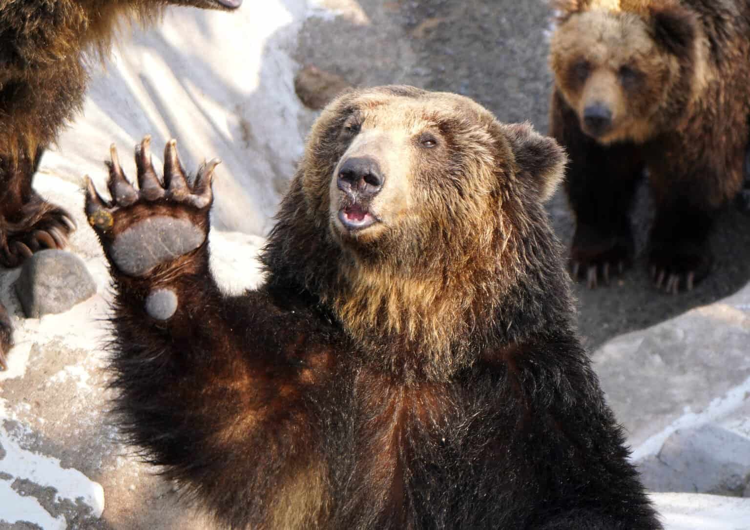 Discover the Incredible World of Bears: 10 Fascinating Facts - A-Z Animals