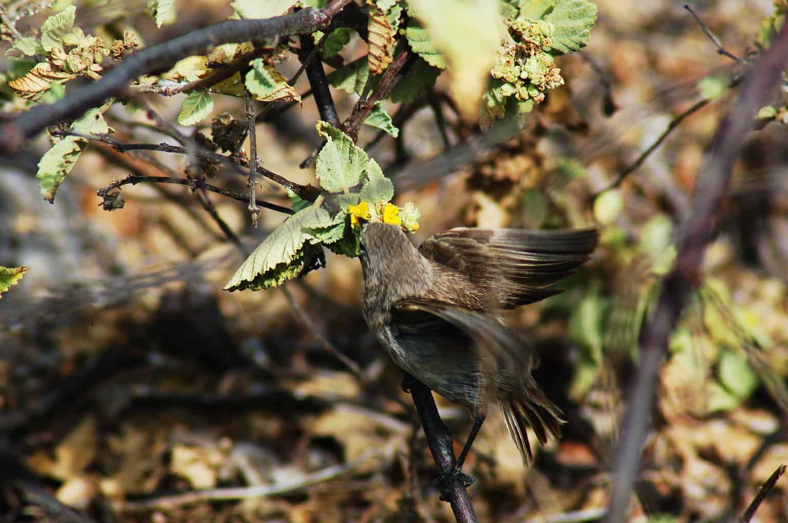 Six Remarkable Species That Call Volcanoes Home - A-Z Animals