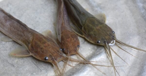Walking Catfish Animal Facts - Clarias batrachus - A-Z Animals