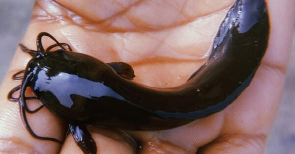 Walking Catfish Animal Facts - Clarias batrachus - A-Z Animals